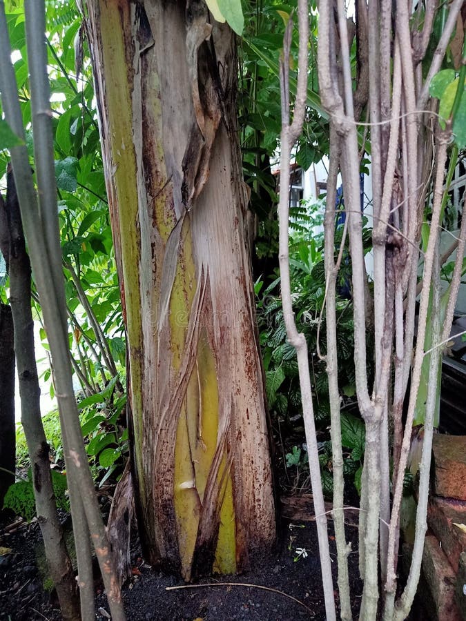 Banana Tree Trunk Grows Alone Stock Image - Image of plant, tree: 316023271
