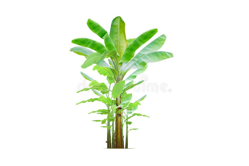 Banana Tree Isolated on White Background. Stock Image - Image of wood ...