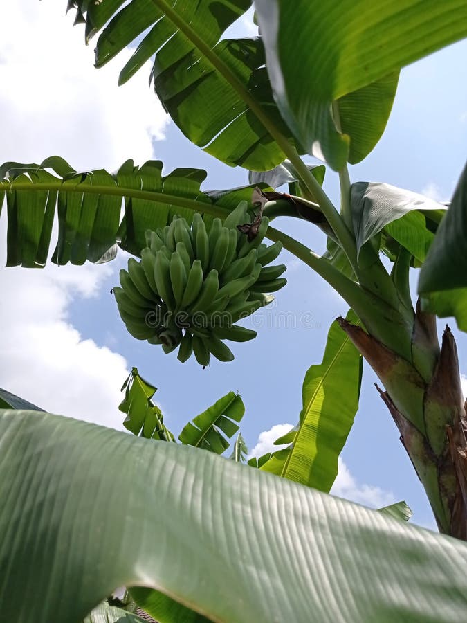A Banana Tree with Young Fruit in Midsummer Waiting To Ripen Stock ...