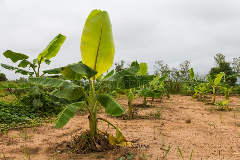 Banana trees falling stock image. Image of falling, agriculture - 44319067