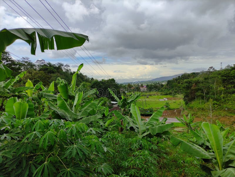 Banana Trees Everywhere stock image. Image of vegetable - 266861405