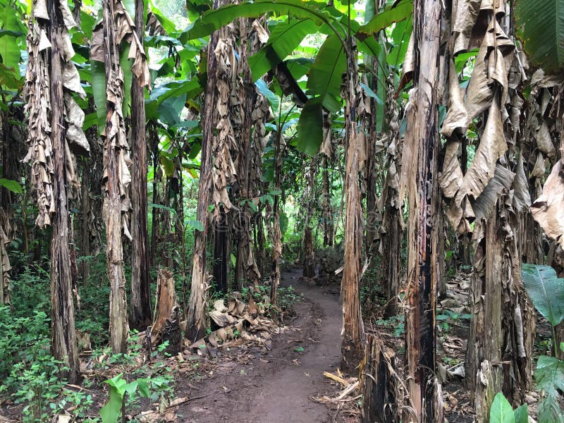 Banana trees in the forest stock photo. Image of forest - 88206412