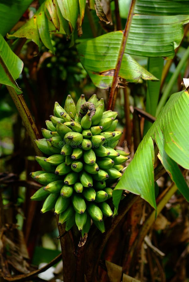 Banana trees with fruits stock image. Image of herbaceous - 23775705