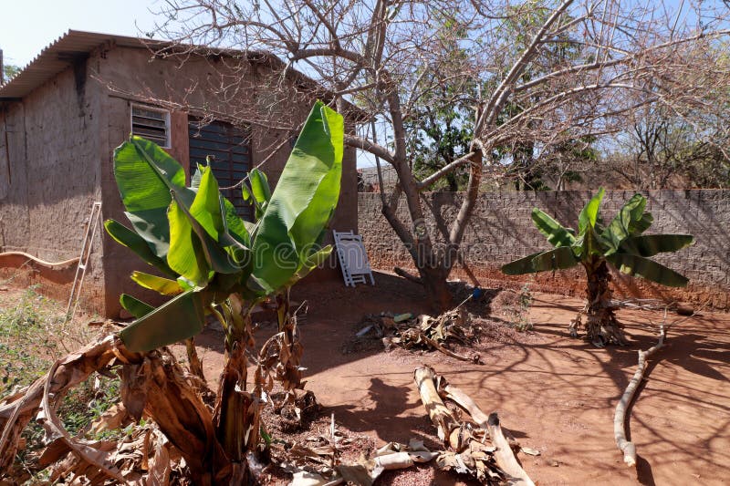 Banana Trees Growing in a Backyard a Common Occurrence in Brazil Stock ...