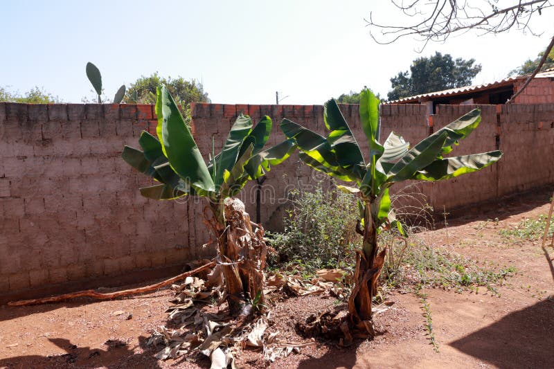 Banana Trees Growing in a Backyard a Common Occurrence in Brazil Stock ...