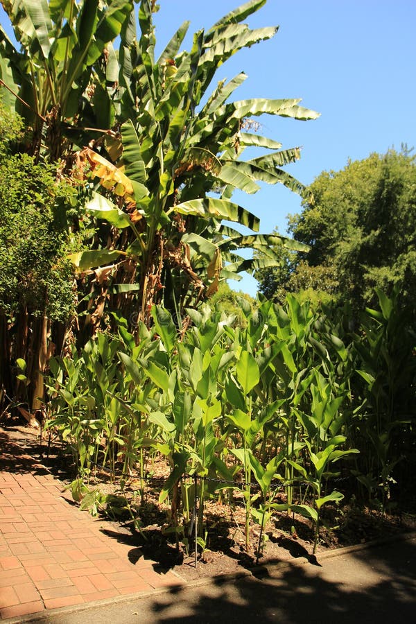Banana trees stock photo. Image of africa, grove, banana - 293723784