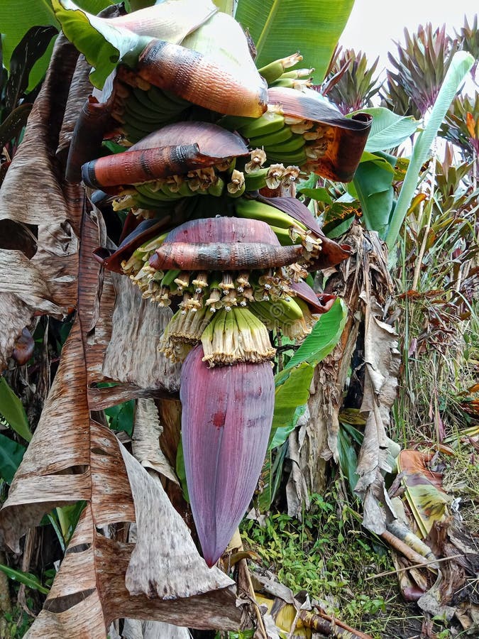 Banana Trees that Have Released Young Fruit and Have a Large Red Heart ...
