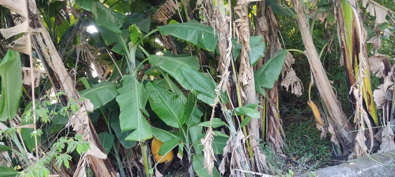 Banana Trees on Plantations, and Banana Tree Trunks that Have Dried Up ...