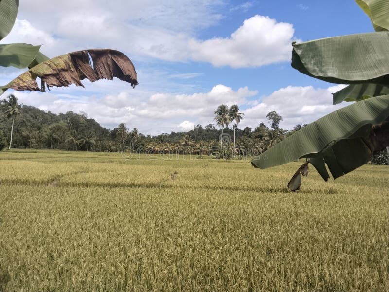 Banana Trees and Rice Fields Stretching Out Stock Photo - Image of ...