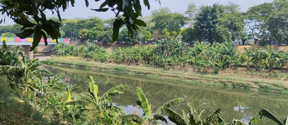 Banana Trees on the Side of the River Stock Photo - Image of river ...
