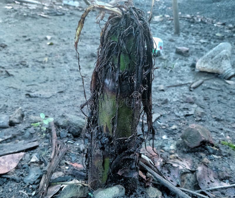 Banana Trees are Starting To Break Down and Rot Stock Photo - Image of ...
