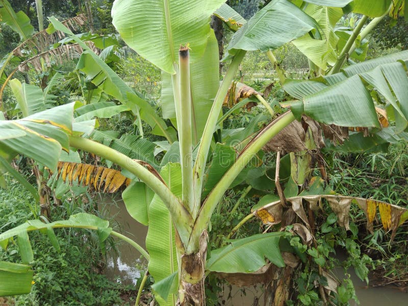 Banana Trees are Still Short Stock Photo - Image of tree, garden: 363871164