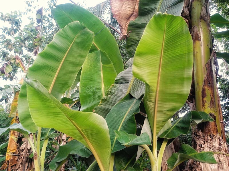 Banana Trees that Thrive on Plantations on the Island of Java Stock ...
