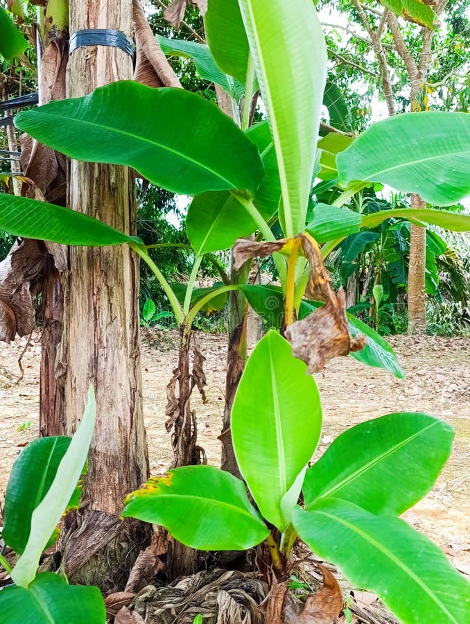 Banana Trees Usually Grow in Tropical Areas Stock Image - Image of ...