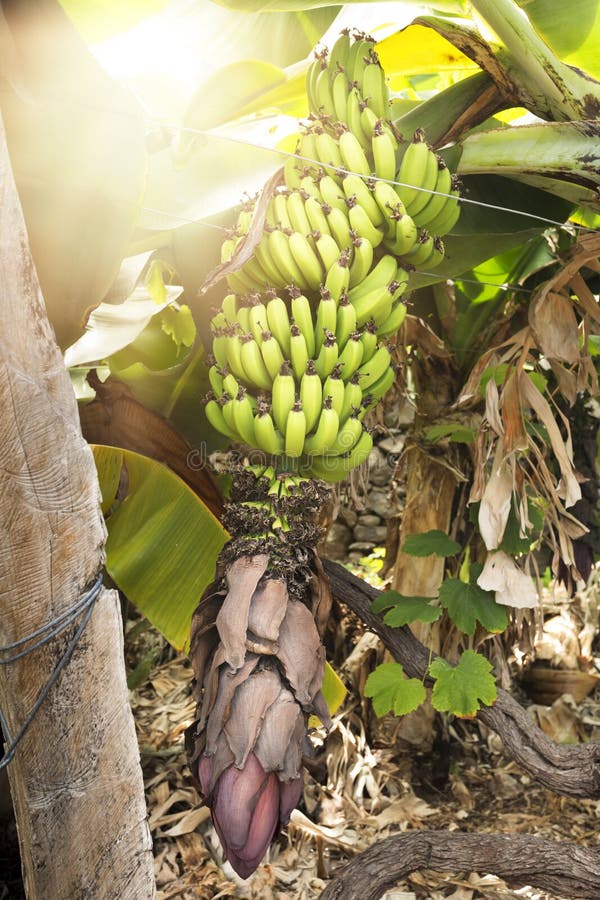 Banana trunk with sun rays stock photo. Image of madeira - 44532220