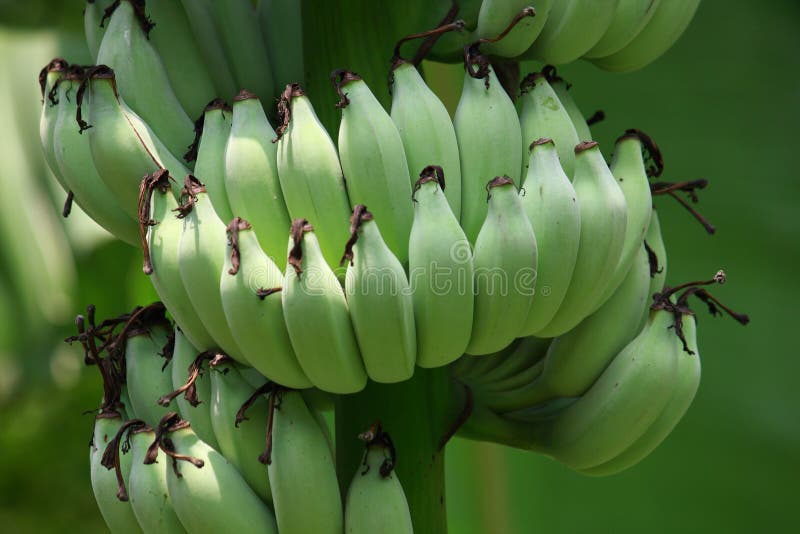 Banana unripe stock image. Image of branch, stem, nutritious - 17964107