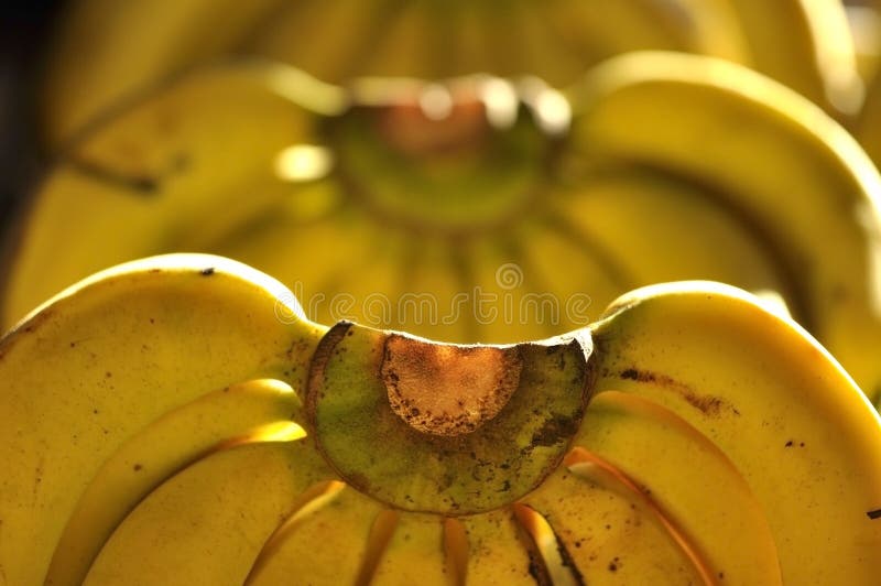 Banana Yellow Light in Nature Stock Image - Image of sale, thailand ...