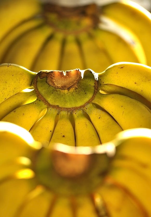 Banana Yellow Light in Nature Stock Photo - Image of sale, food: 80109178