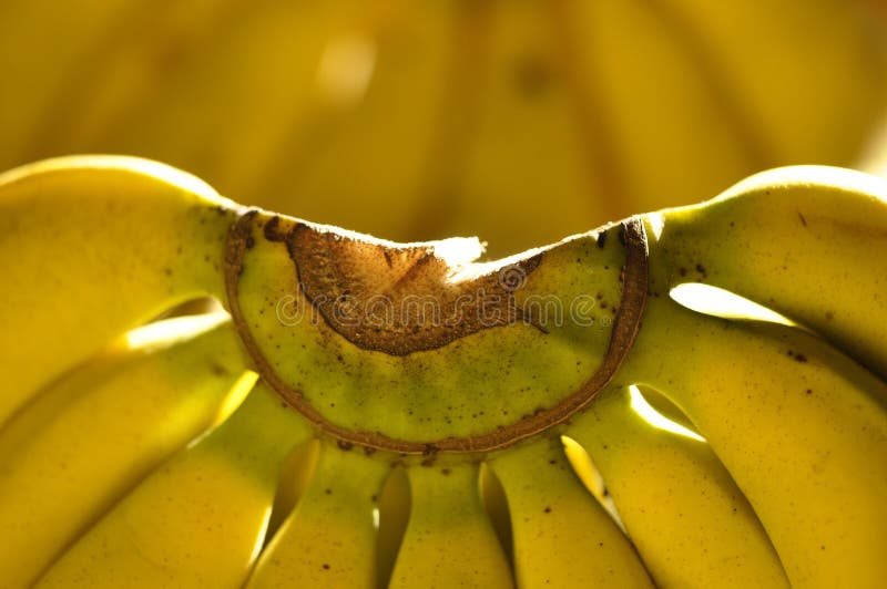 Banana Yellow Light in Nature Stock Image - Image of closeup, organic ...
