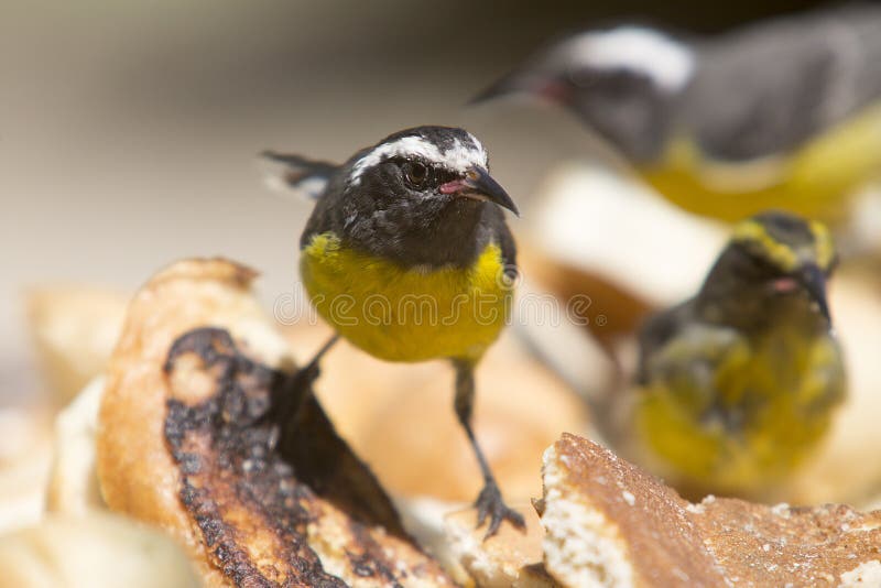 Bananaquit - Coereba Flaveola Stock Photo - Image of feather, sugar ...