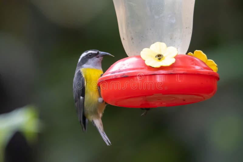 Bananaquit, Coereba Flaveola Stock Photo - Image of pretty, flaveola ...