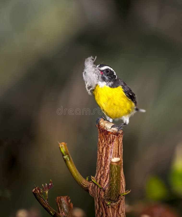 Bananaquit, Flaveola Del Coereba Foto de archivo - Imagen de antillas ...