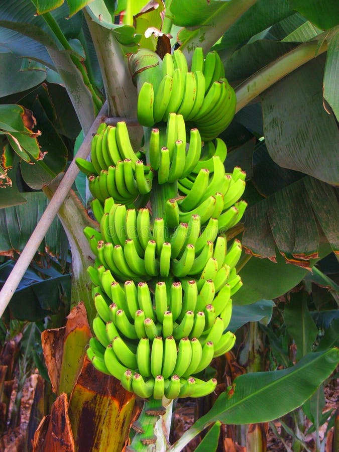 Bananas stock image. Image of tasty, food, exotic, nature - 12646341