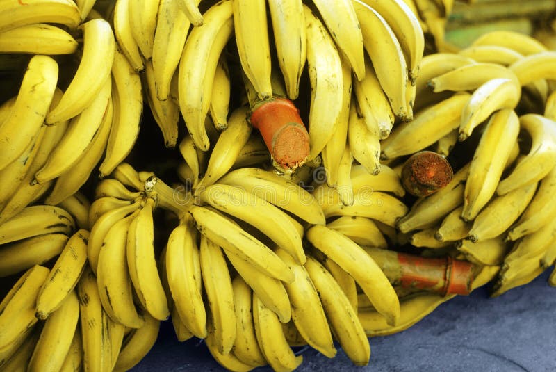 Many Bananas stock image. Image of mature, grocer, market - 17529197