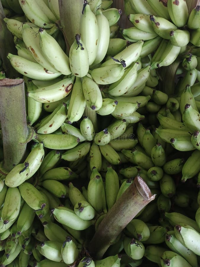 Bananas All Time Favorite Fruit Stock Photo - Image of fruit, bananas ...