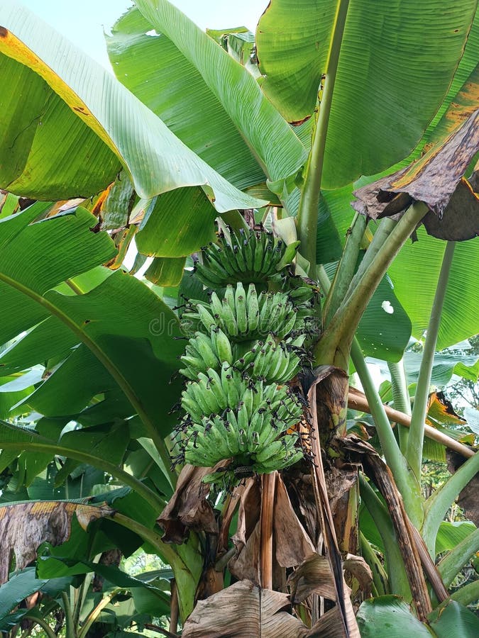 Bananas, Banana Trees that Have Fruit are Still Green Stock Image ...