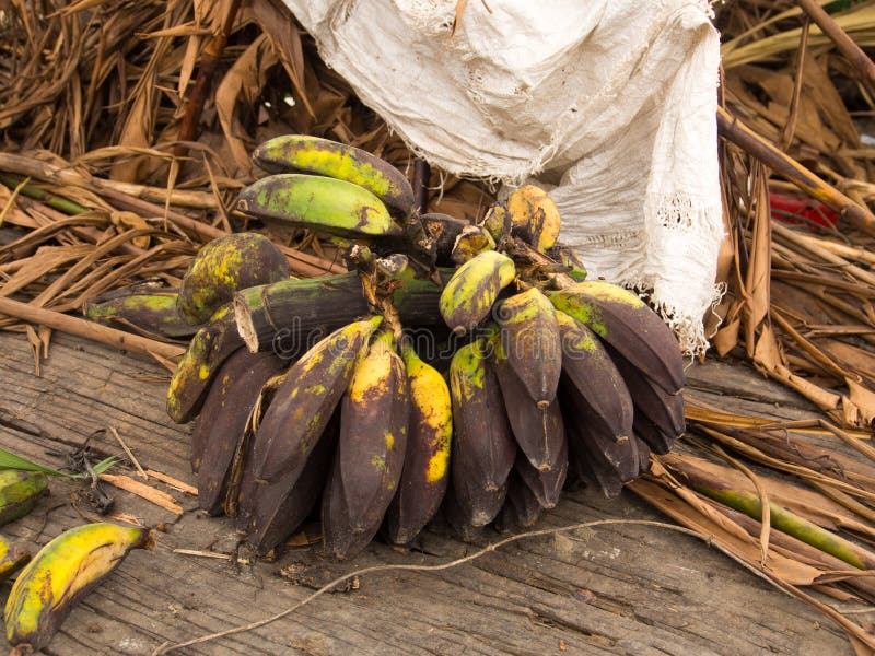 Bananas stock photo. Image of ripe, mature, reed, bananas - 52594164