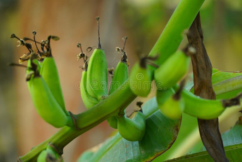 Early Bananas stock image. Image of tropical, fruit, flower - 38074475