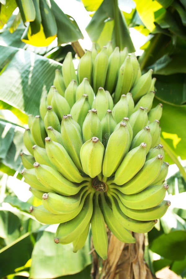 Bananas stock image. Image of closeup, group, jungle - 58681075