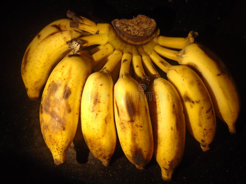 Bananas stock image. Image of bananas, yellow, front - 103088451