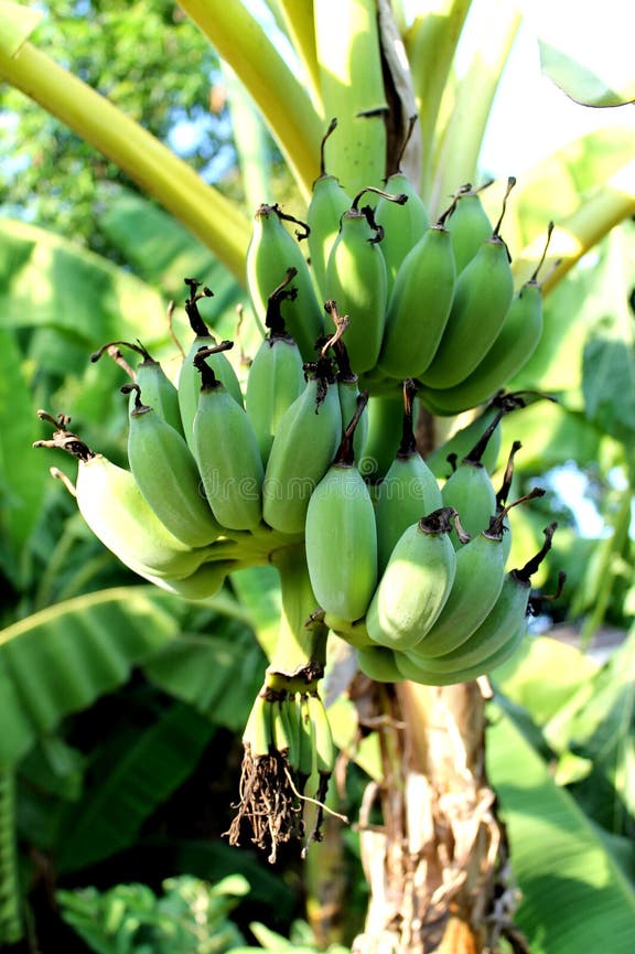 Bananas in the garden stock photo. Image of bananastree - 61886690