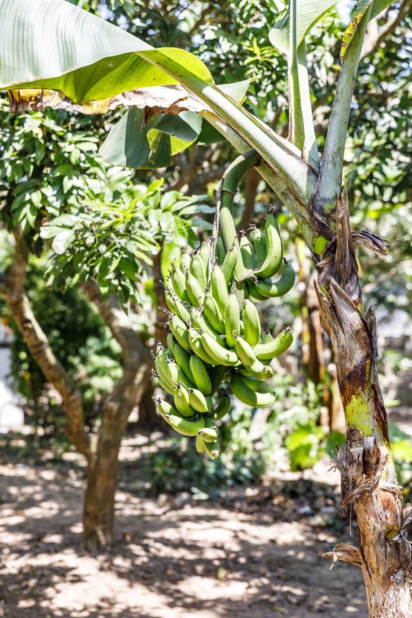 Bananas Grow on a Small Banana Tree Stock Image - Image of sunny ...