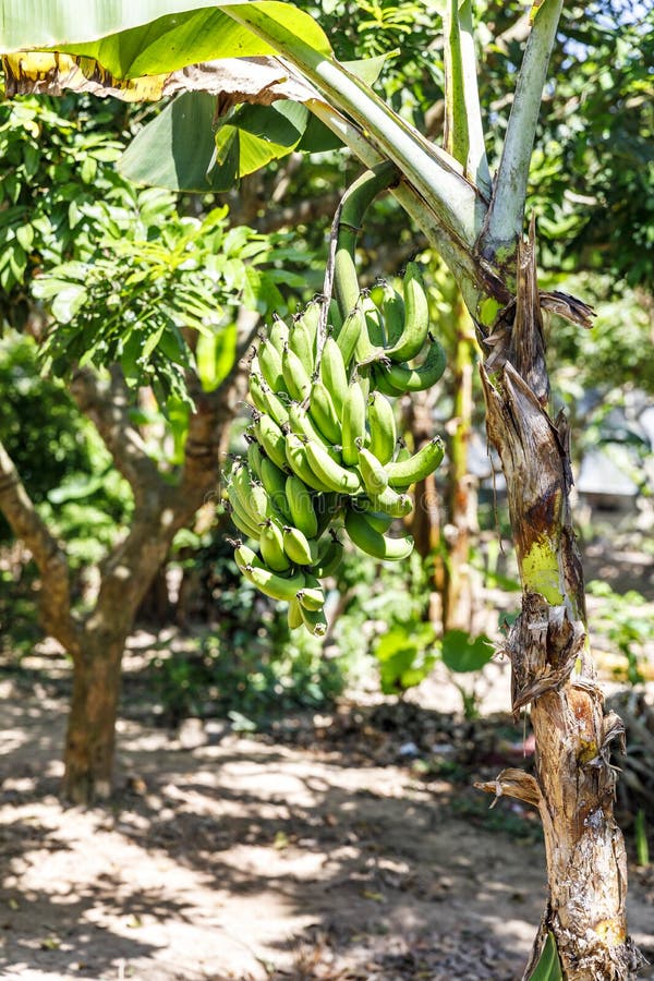 Bananas Grow on a Small Banana Tree Stock Image - Image of tropical ...