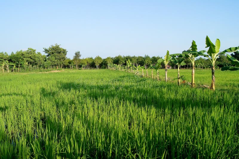 Bananas Grown in a Row According To a Rice Paddy Stock Image - Image of ...