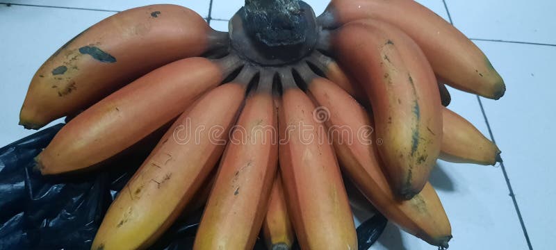 Bananas that have red skin stock photo. Image of java - 278321872
