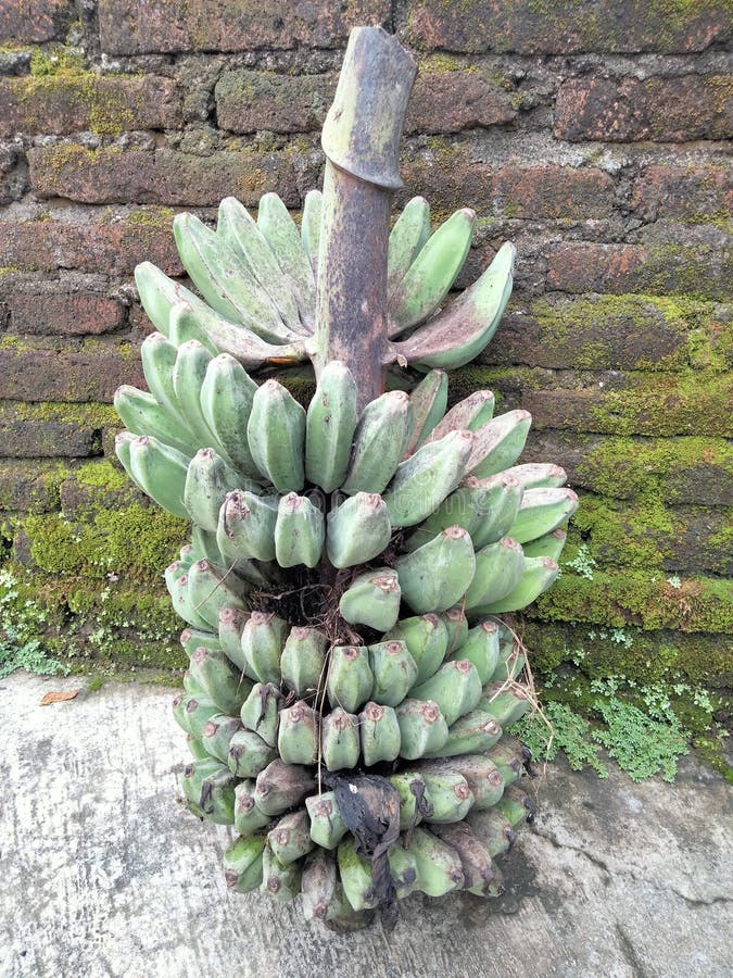 Bananas in Large Quantities Stock Image - Image of wildflower, food ...