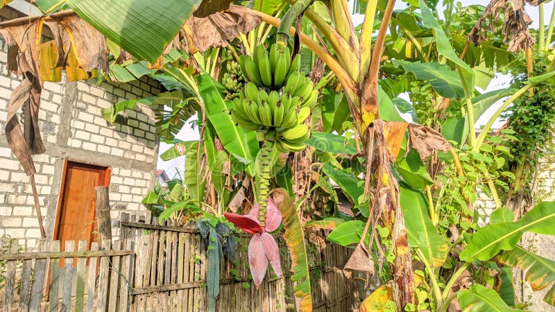 Bananas in my yard stock photo. Image of flower, tree - 269338260