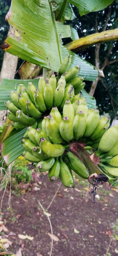 Ripenot Stock Photos - Free & Royalty-Free Stock Photos from Dreamstime