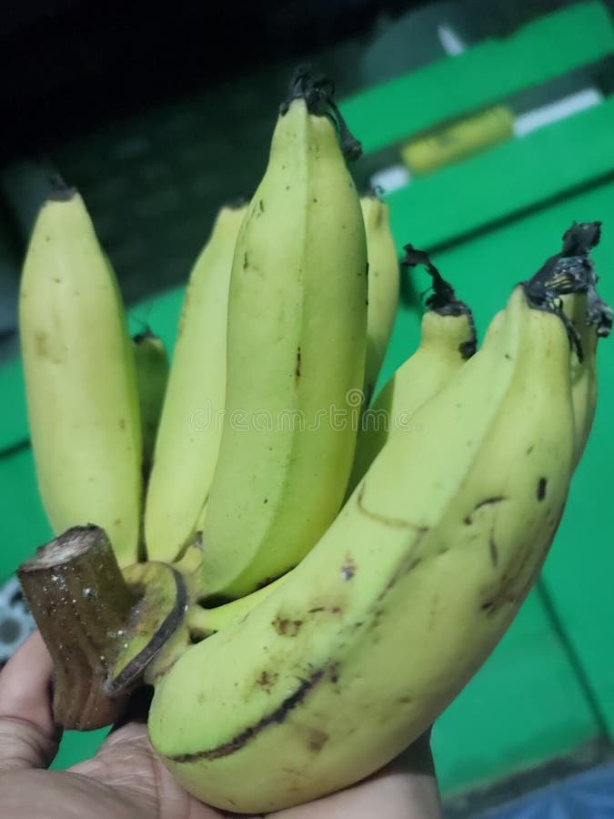 Bananas are not yet ripe stock photo. Image of food - 344792582