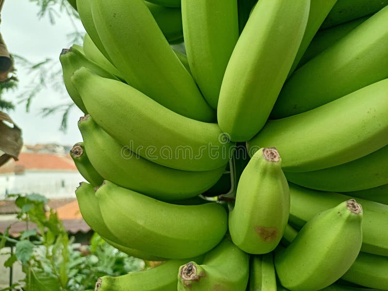 Bananas are One of the Nutritious and Nutritious Healthy Foods ...