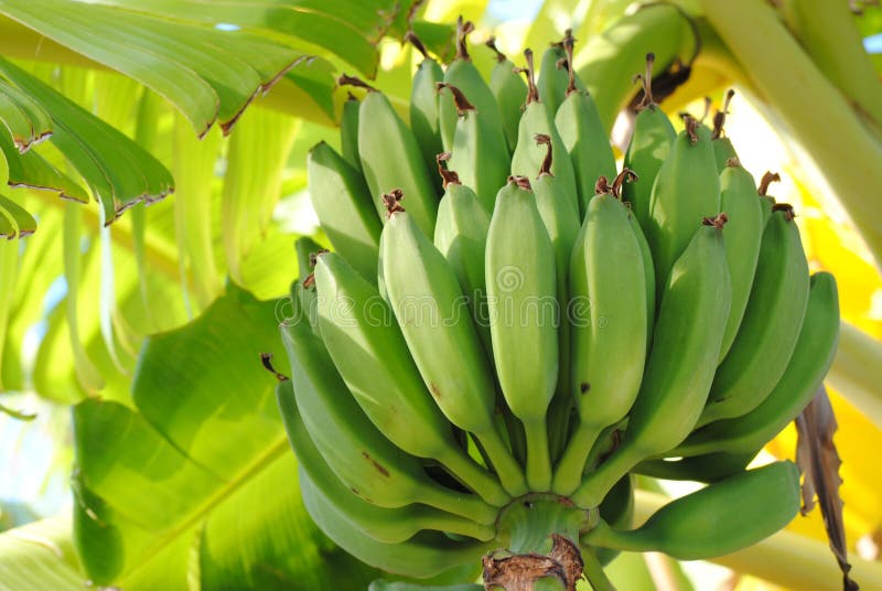 Bananas on banana plant stock photo. Image of banana - 26651874
