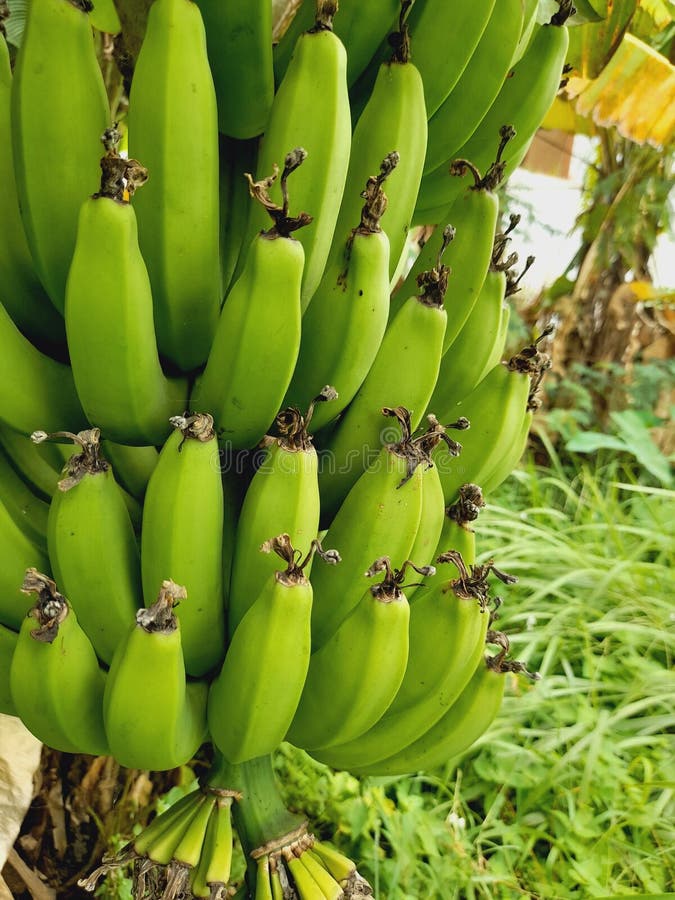 Banana fruit tree stock image. Image of crop, branch - 242977295