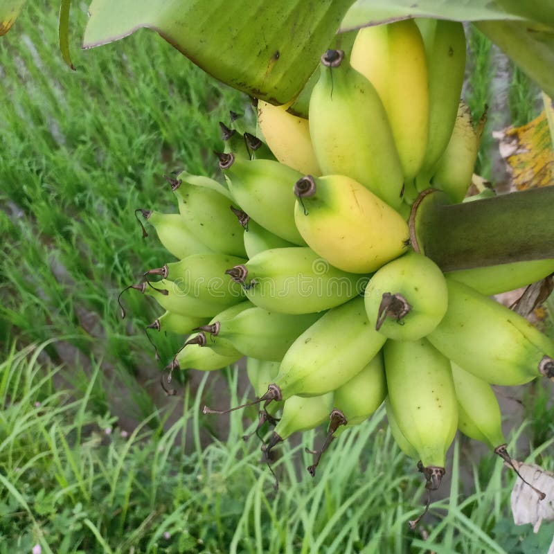 Bananas are Ripe on the Trees in the Rice Fields Stock Photo - Image of ...