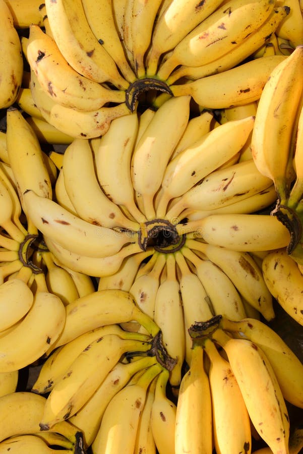 Lots of Bunches of Bananas. Stock Image - Image of skin, natural: 2748359