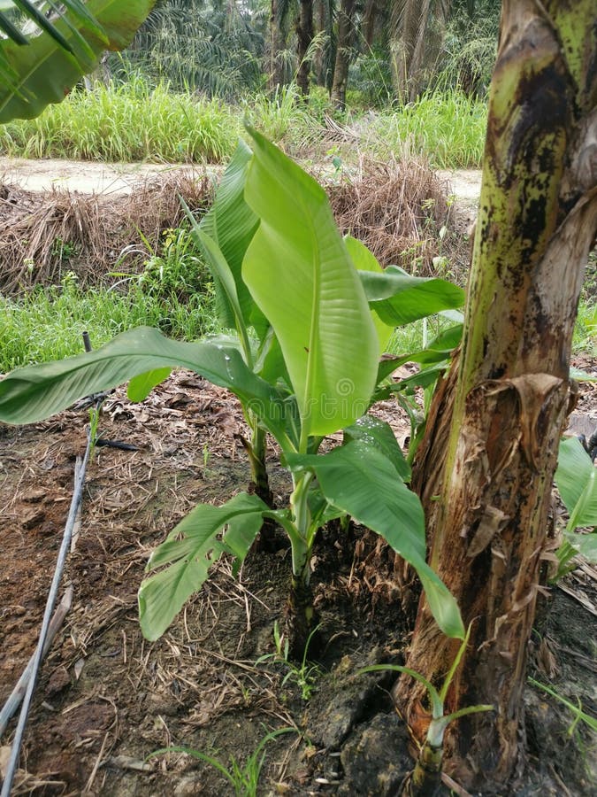 Bananas Seedling Sprouting Out from the Trunk Stock Image - Image of ...