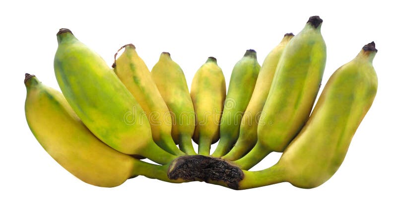 Bananas Semi-ripe Fruit Isolated Stock Photo - Image of bananas ...